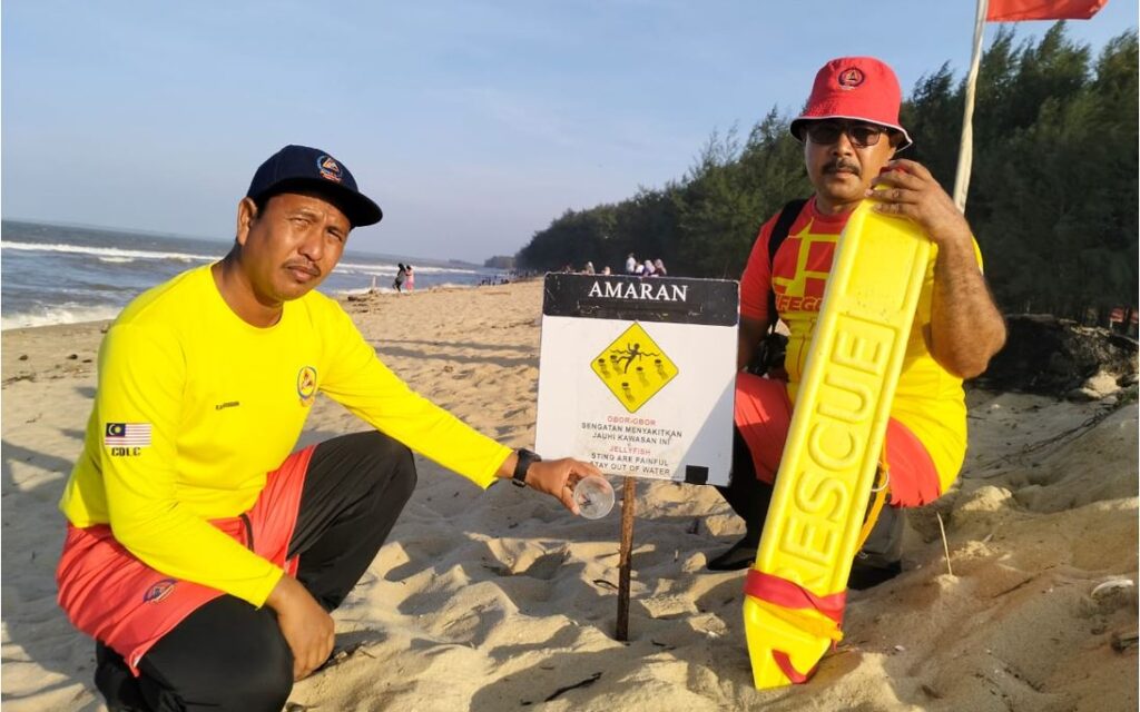 Ubur-ubur api 'serang' Pantai Geting Ubur-ubur api 'serang' Pantai Geting