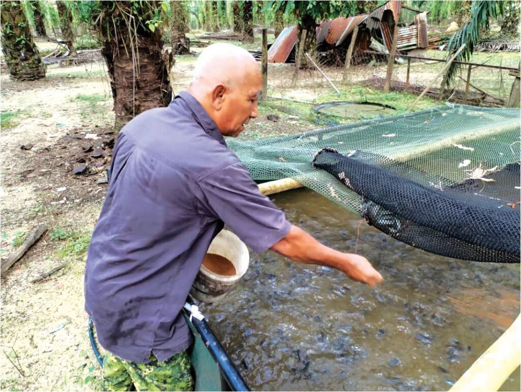 Raih pendapatan RM10,000 ternak ikan keli Afrika