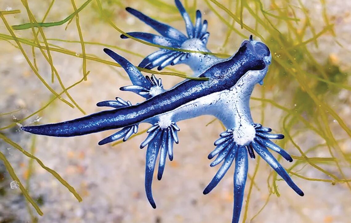 Pokemon: naga biru, siput cantik yang berbahaya