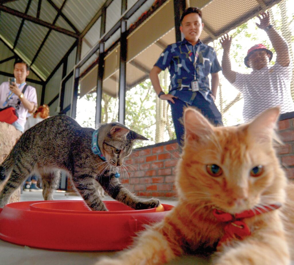 Taman Kucing Cyberjaya, sinar baru bagi kucing jalanan