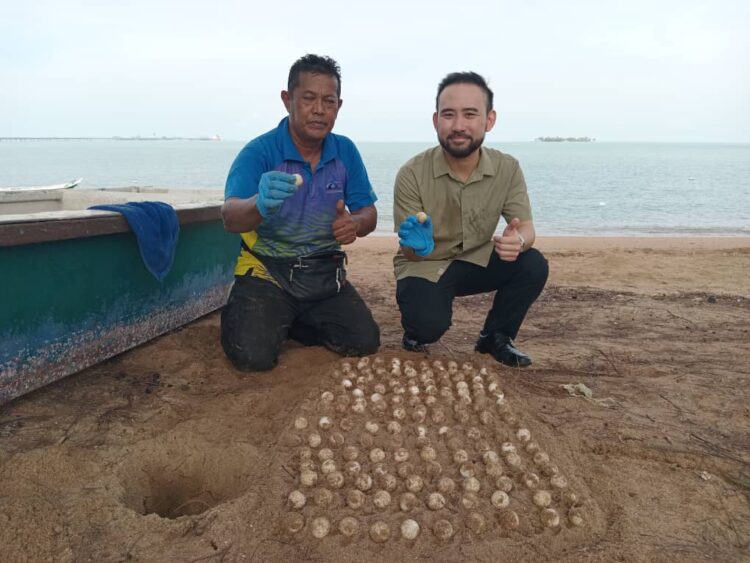 Musim penyu bertelur di Port Dickson bermula, 159 biji telur penyu karah diselamatkan - Utusan ...