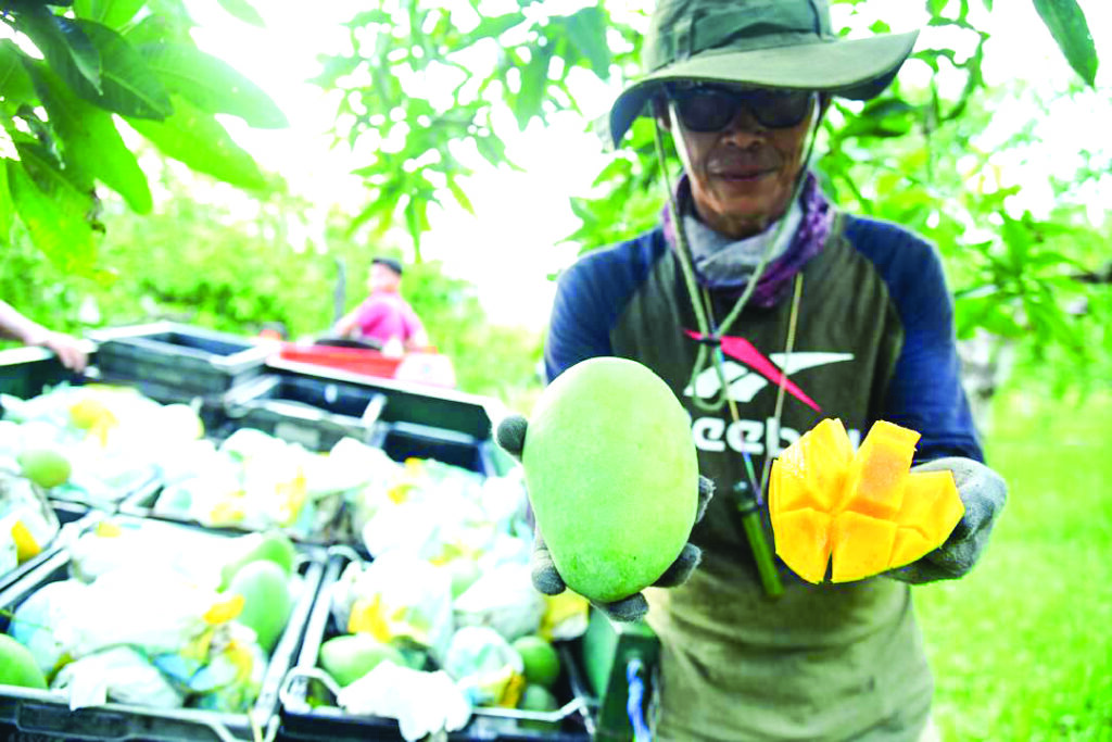 ‘Harumanis asli paling sedap, tetap dari Perlis'