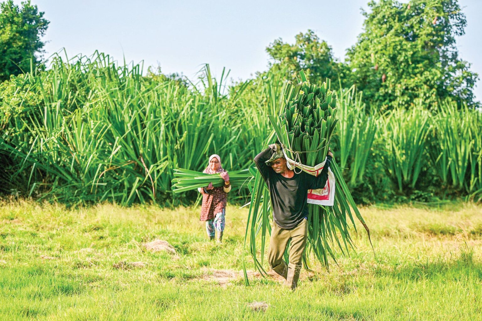 Daun mengkuang sumber pendapatan Simek