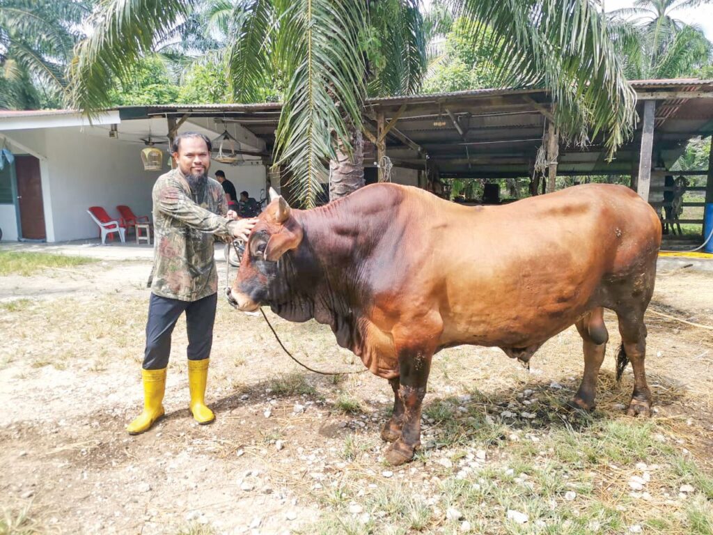 Lembu sado ditawar harga RM20,000 untuk korban
