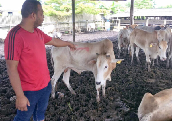 Terengganu keluar 873 permit sembelih lembu korban