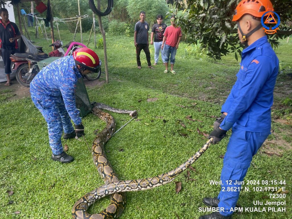 APM tangkap ular sawa 90 kilogram - Utusan Malaysia