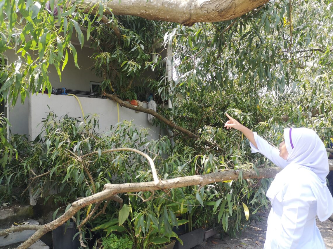 Pokok besar hempap dua buah rumah - Utusan Malaysia