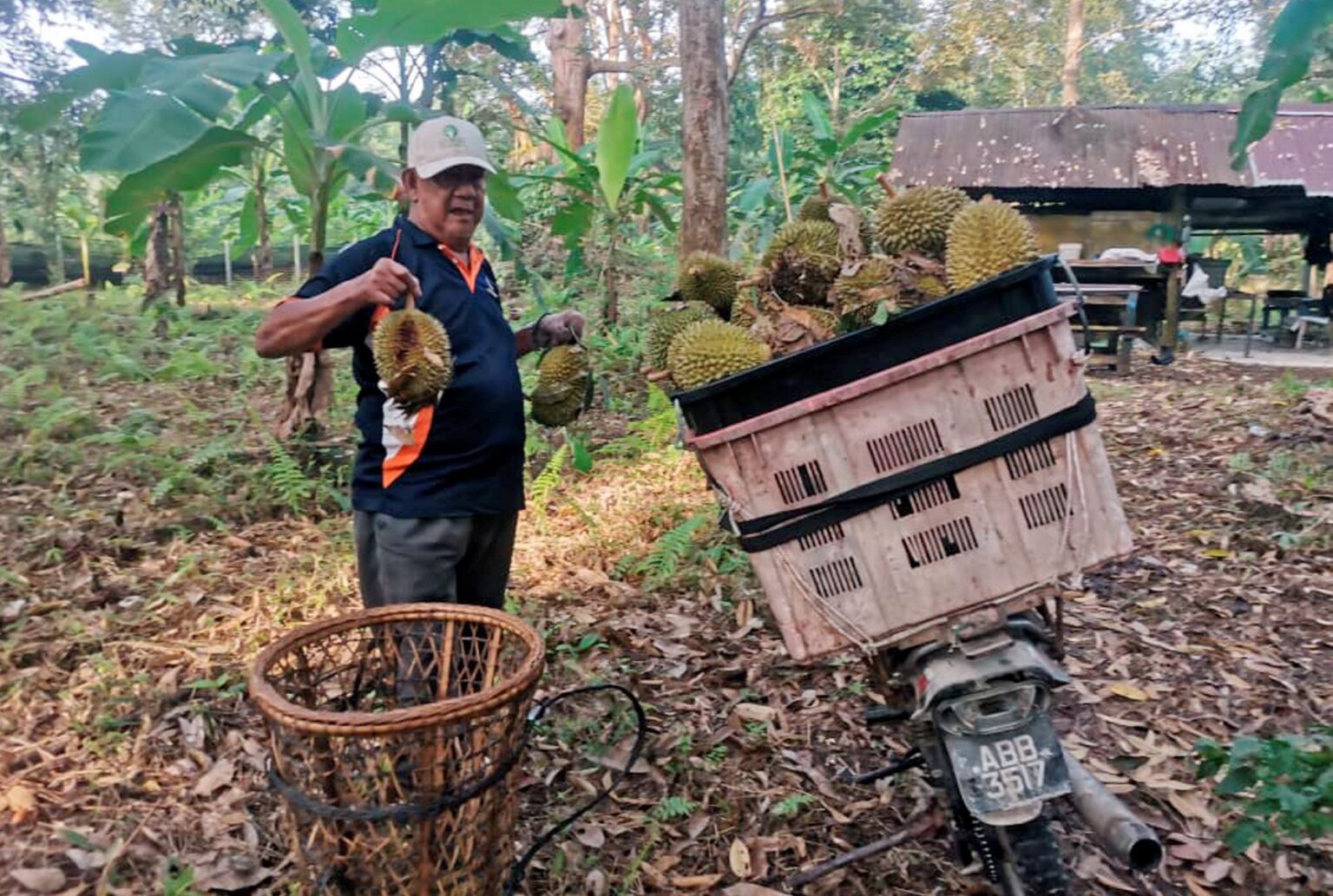 Durian habis ‘merajuk’ berbuah lebat tahun ini