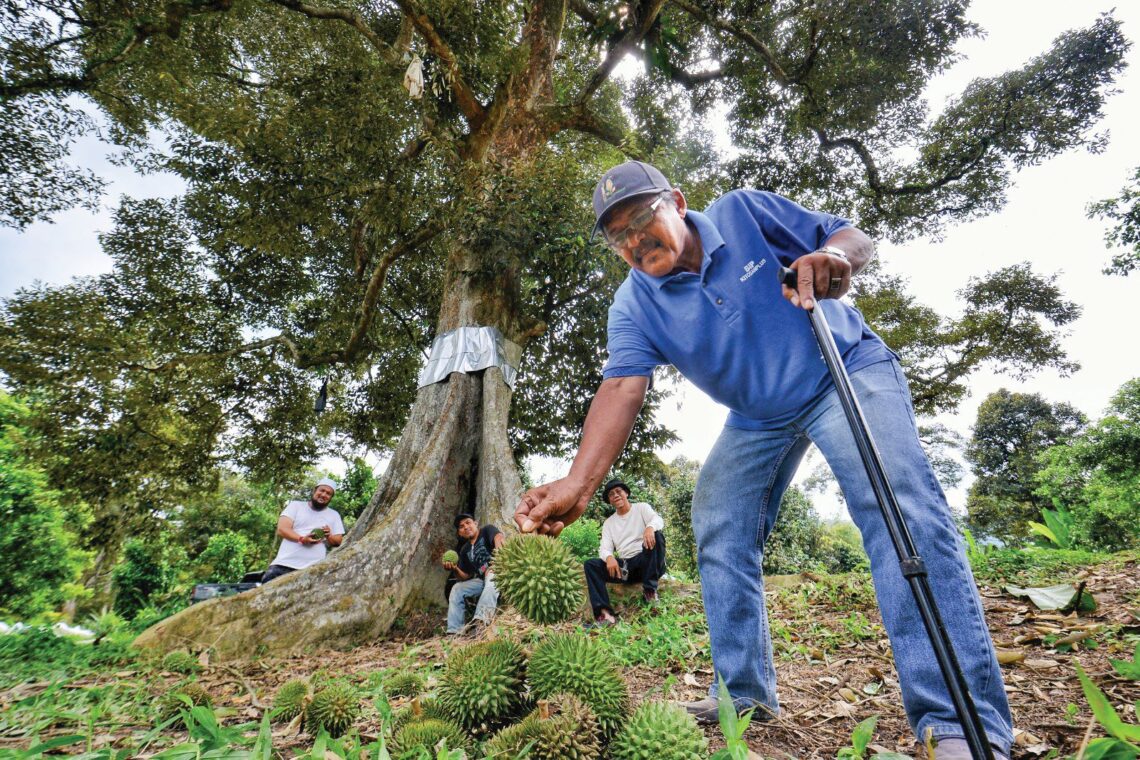 Pokok durian Bunga Merah 200 tahun berbuah 600 biji