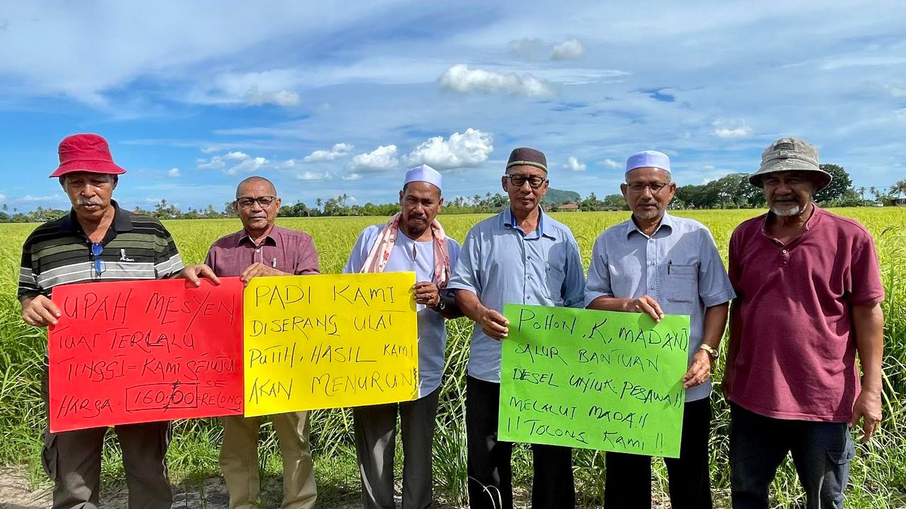 Petani resah padi diserang ulat putih, sewa jentuai naik