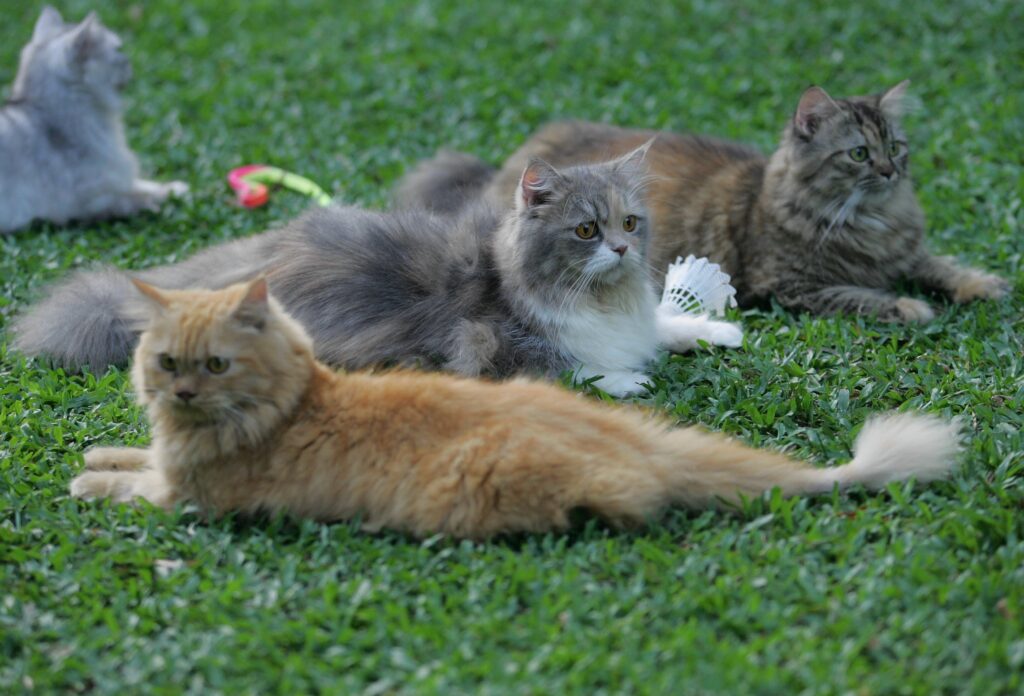 5 penyakit ancam kucing