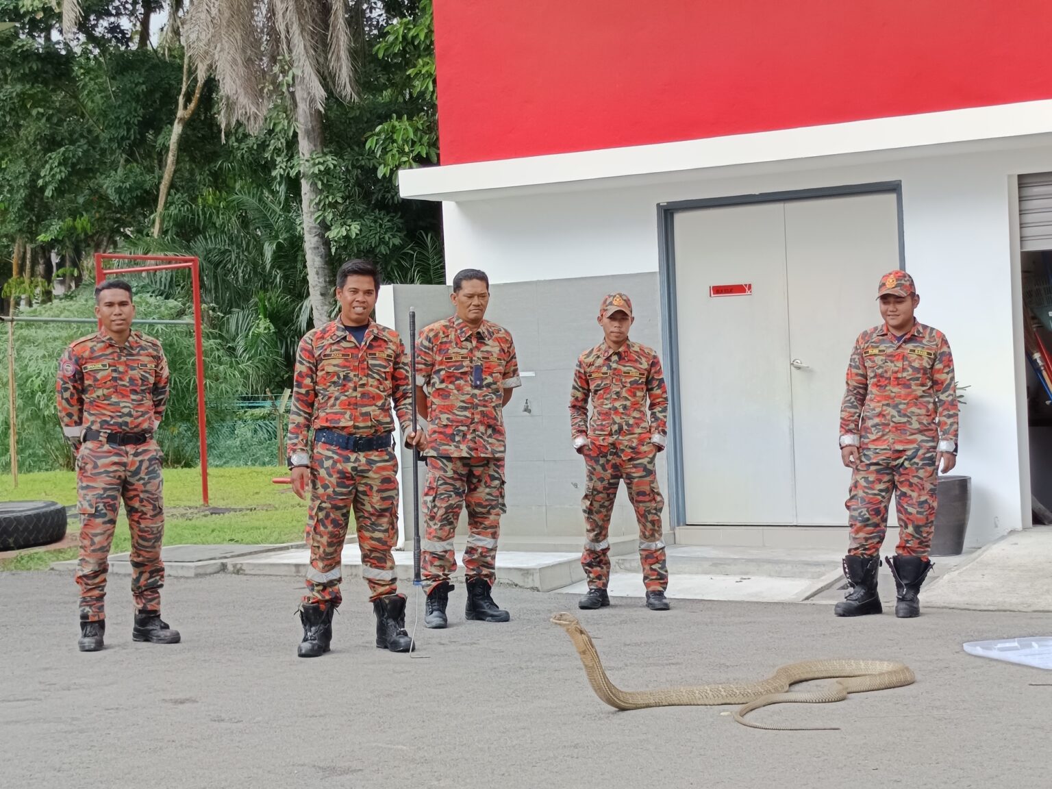 Tangkap 300 ekor ular sejak 10 tahun lalu - Utusan Malaysia