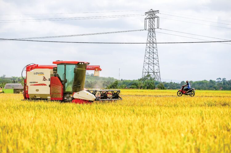 Padi lima kali dua tahun gagal jika masalah petani berterusan