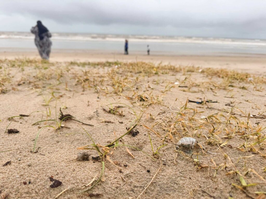 Obor-obor beracun muncul semula di Pantai Hiburan