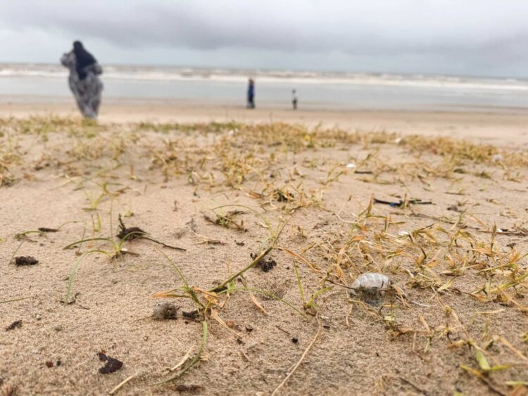 Obor-obor beracun muncul semula di Pantai Hiburan