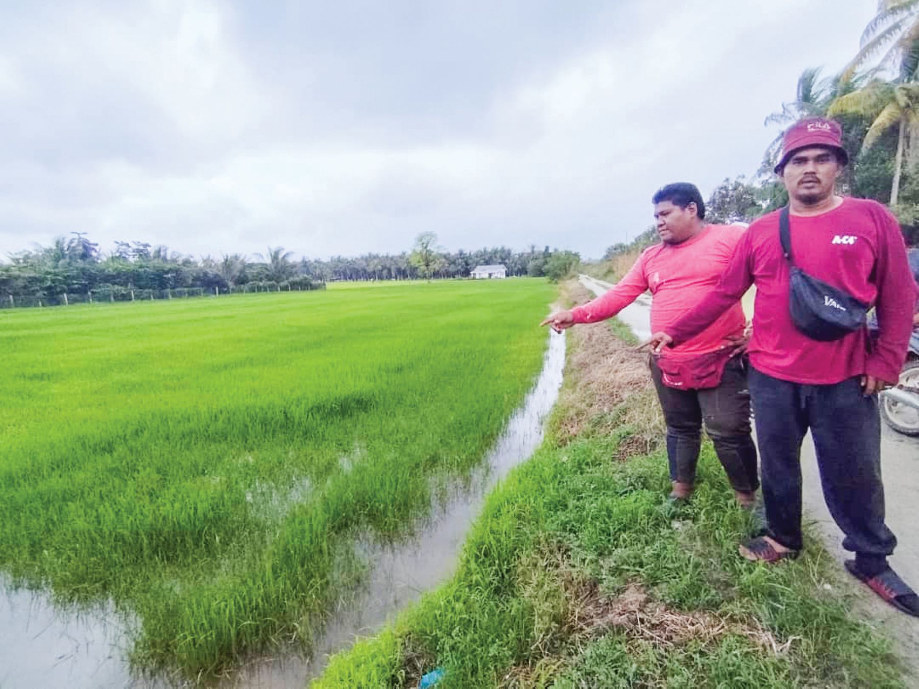 Guna ‘air buangan’ sawah, air hujan banjiri bendang