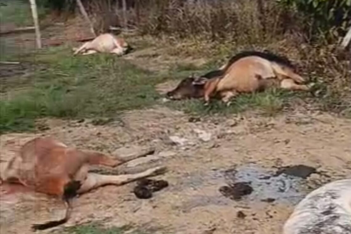 Lebih 10 lembu mati disyaki diracun di Kelemak