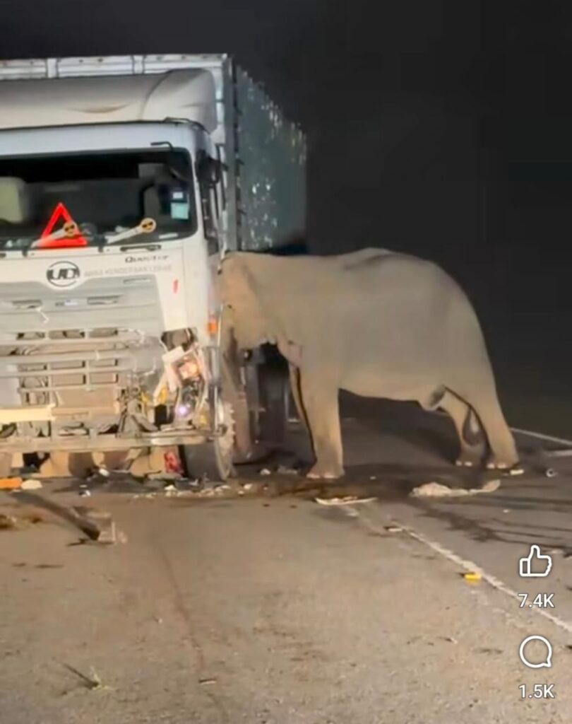 Video anak gajah mati dilanggar lori di Gerik undang sebak