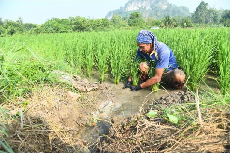 Padi: Perlis perlu RM200 juta atasi masalah pengairan