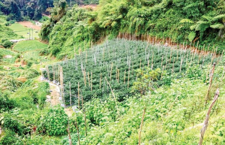 Sayur import tekan pekebun tempatan