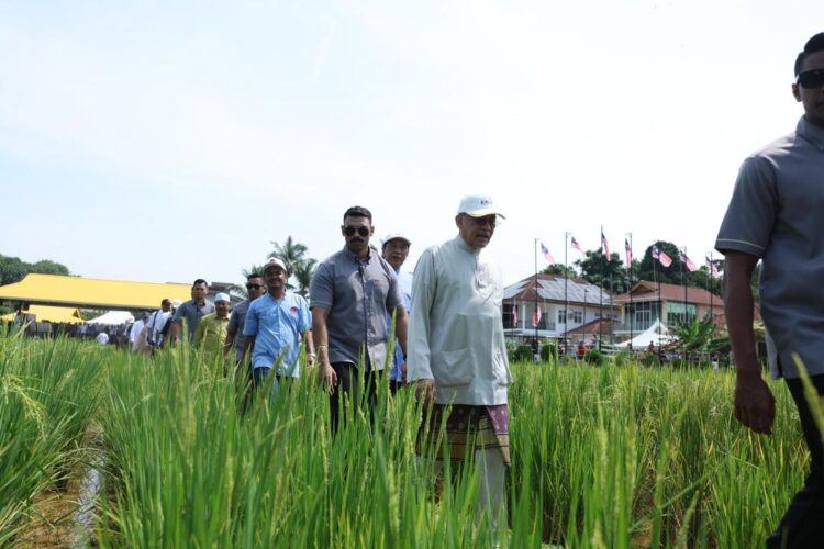 PM tinjau projek padi organik Desa Gemalai