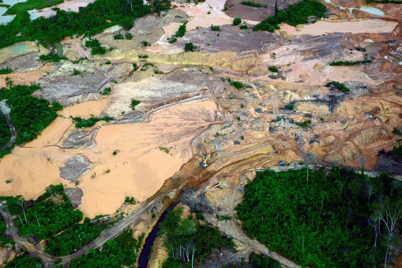 Aktiviti pembalakan hutan tropika ragut 500,000 nyawa