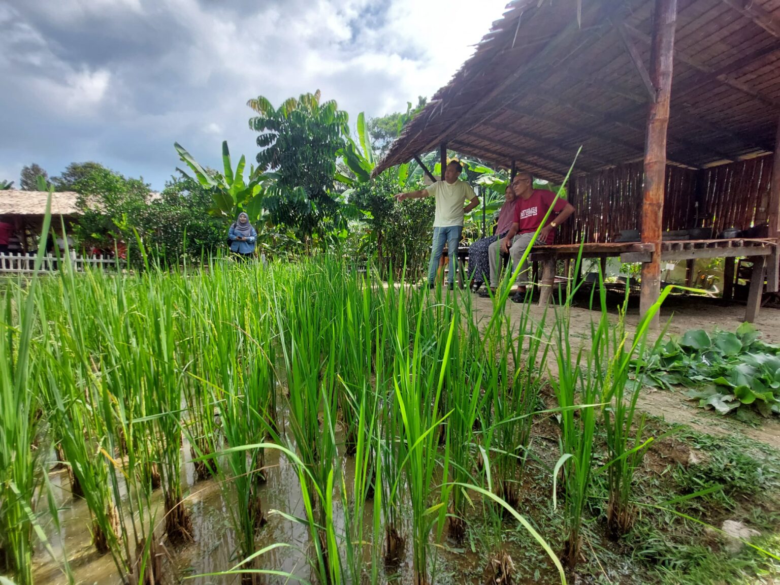 Tarikan sawah padi mini di Felda Bukit Sagu