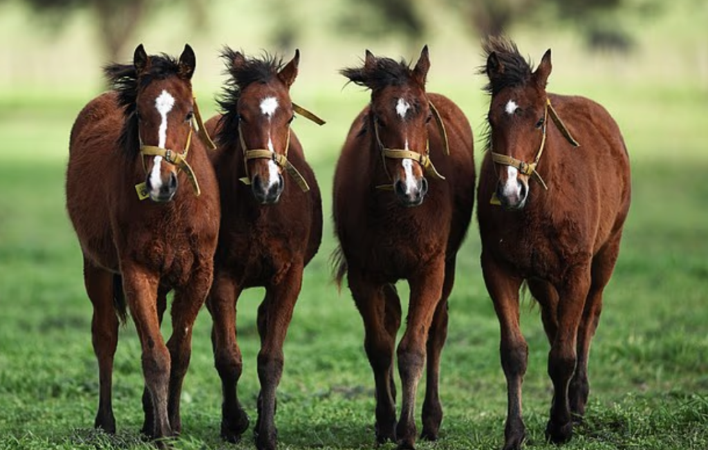 Argentina ubah suai genetik kuda untuk sukan polo