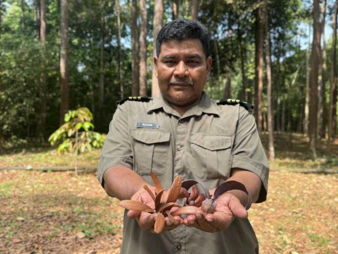 PD Forest pusat pemuliharaan pokok hutan bernilai tinggi