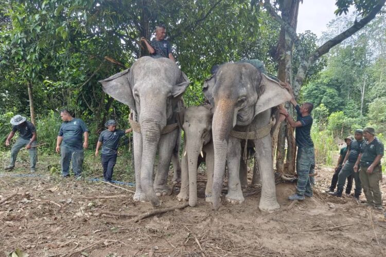 Perhilitan Perak tangkap tujuh gajah liar - Utusan Malaysia