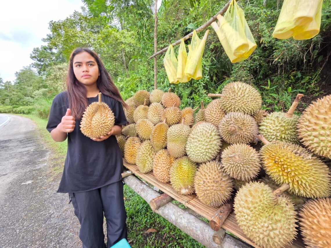 Durian bukit digemari pelancong ke Cameron Highlands