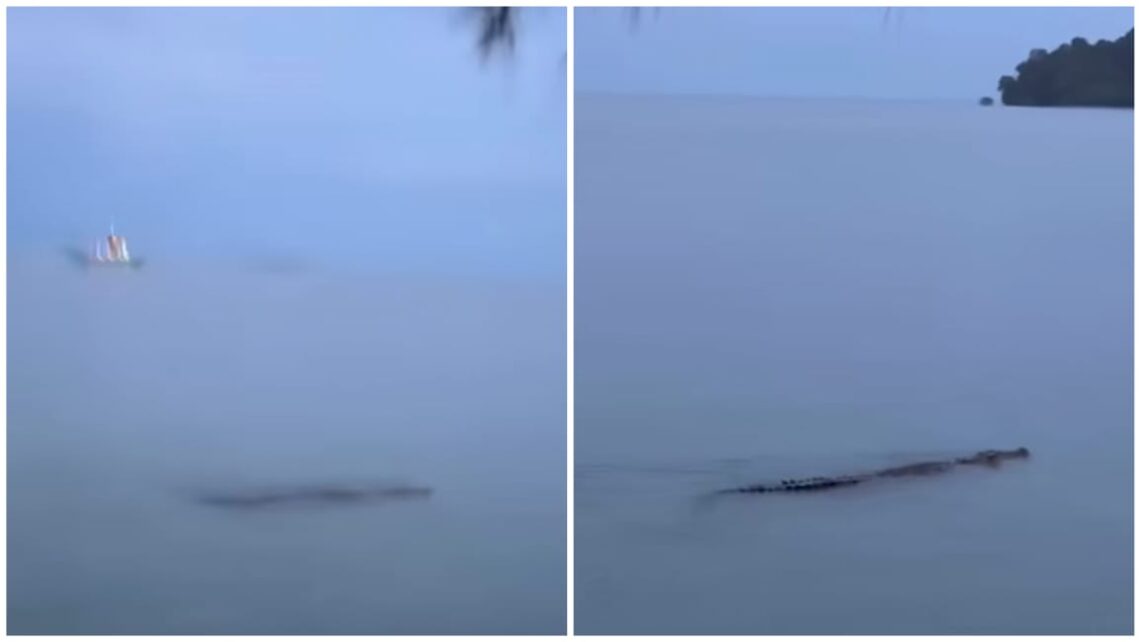 Perhilitan siasat kemunculan buaya tembaga di PD Waterfront