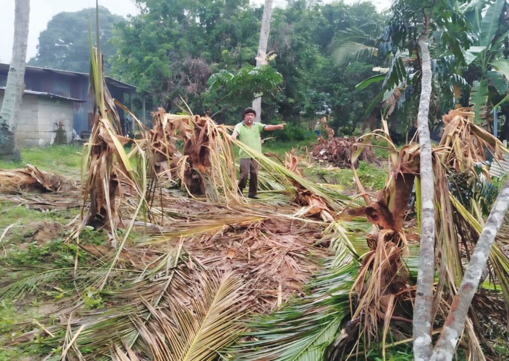 Gajah liar musnahkan tanaman di Kampung Gol