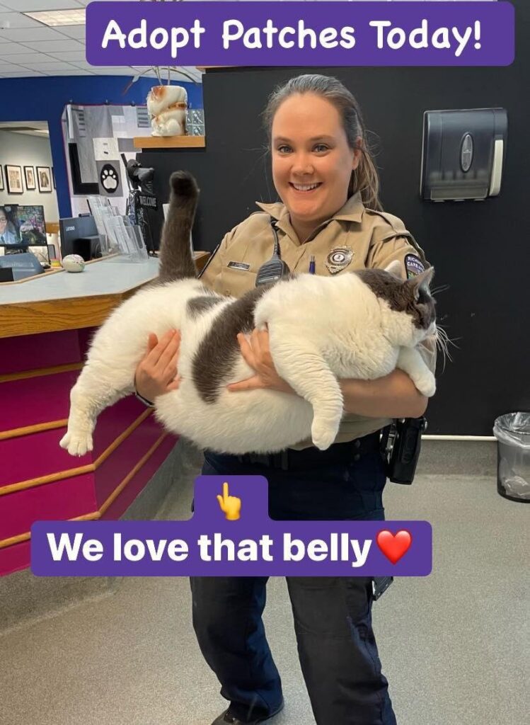 Kucing seberat 18.27kg cari keluarga angkat