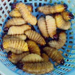 Ulat sagu haram dimakan - Zulkifli