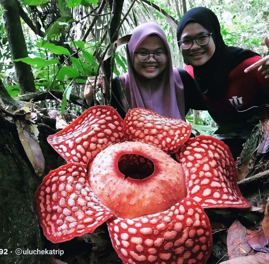 Keunikan bunga pakma menawan hati - Utusan Malaysia