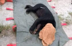 Perhilitan selamatkan beruang matahari - Utusan Malaysia