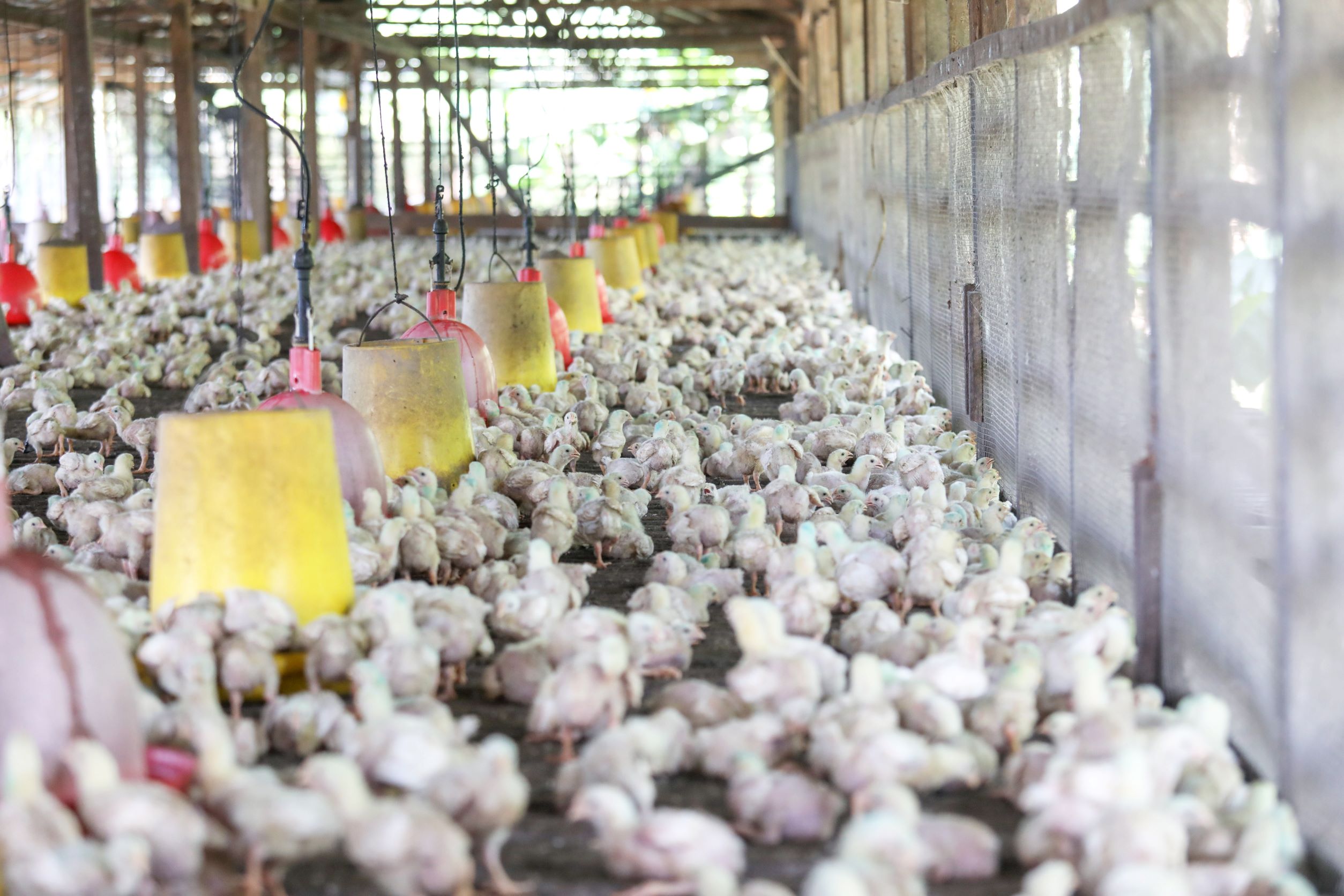 Felcra bina Kompleks Ternakan Ayam Bersepadu