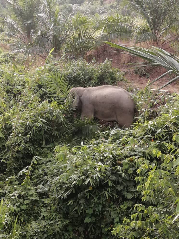 Gajah liar musnah tanaman akhirnya ditangkap - Utusan Malaysia