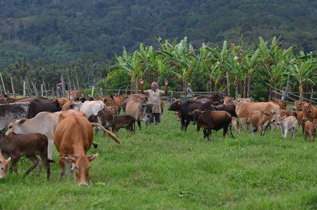 JPV beri banyak alasan – Penternak