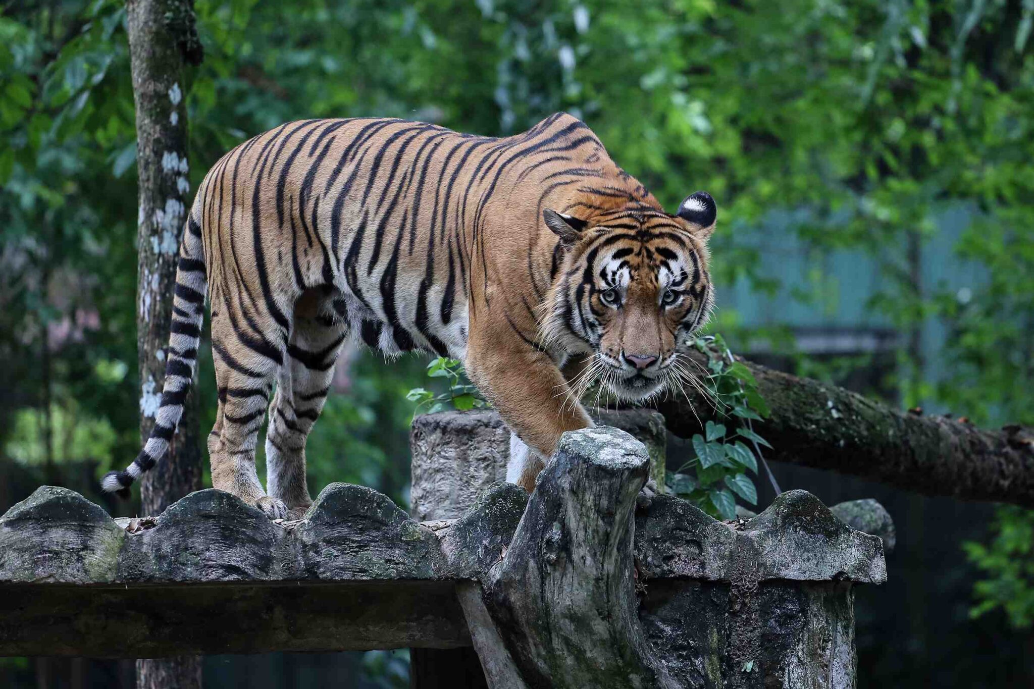 ART tingkat populasi Harimau Malaya