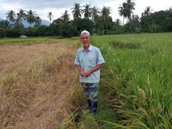 Bena perang serang padi di Kampung Dulang Besar, Yan