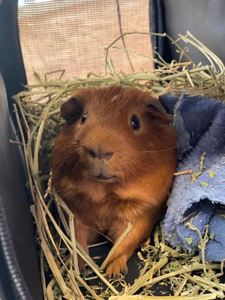 Kalbar, tikus Belanda comel dan popular