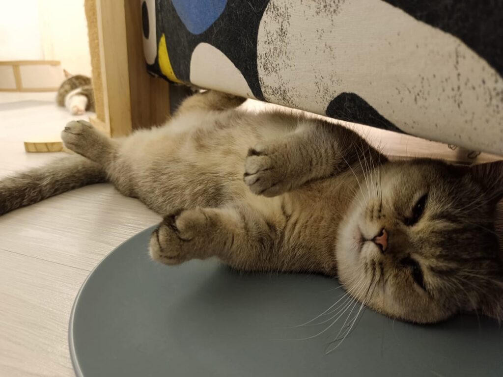 Kucing garang jadi manja dalam tempoh mengawan - Utusan Malaysia