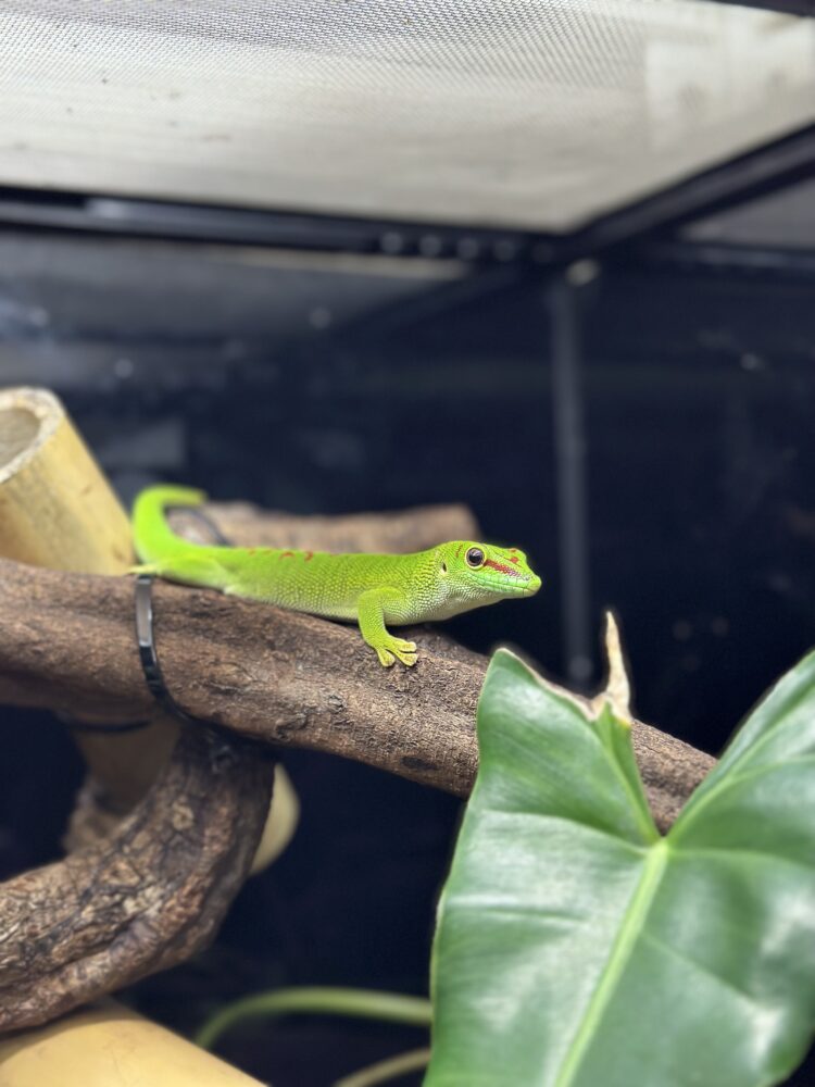 Cicak madagascar