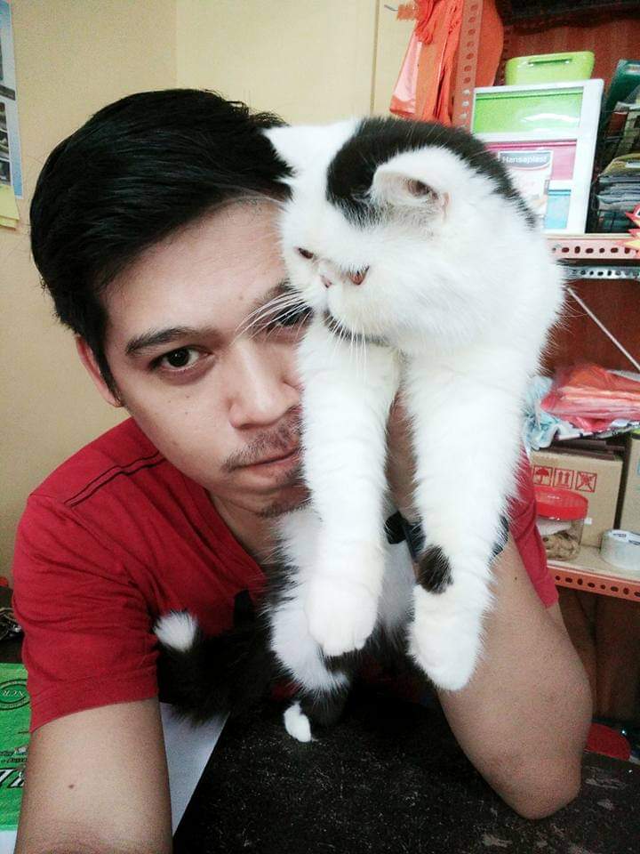 Kucing garang jadi manja dalam tempoh mengawan - Utusan Malaysia