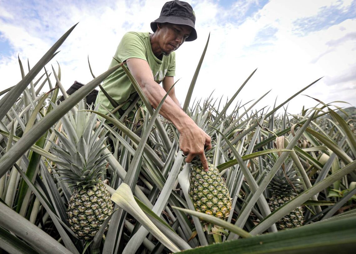 Ladang nanas berkonsepkan agrotourism - Utusan Malaysia