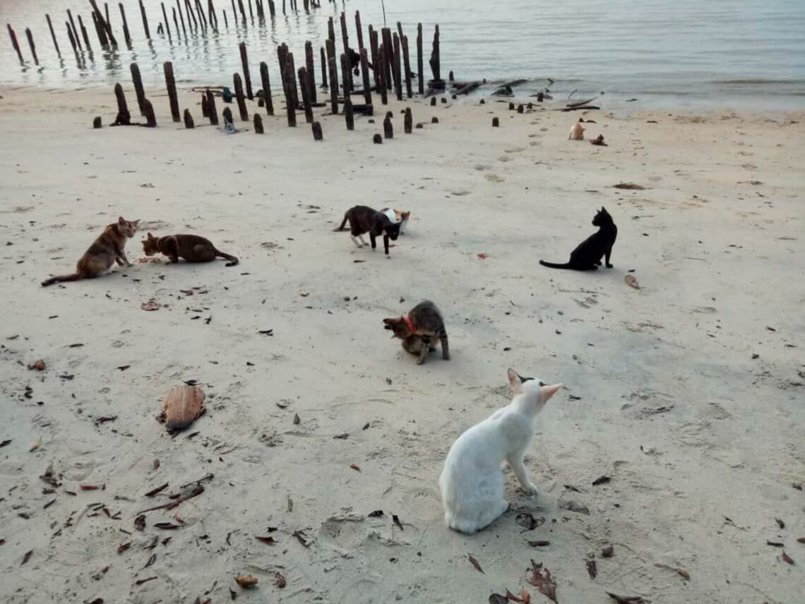 'Pantai kucing’ bukan tempat buang kucing - Utusan Malaysia