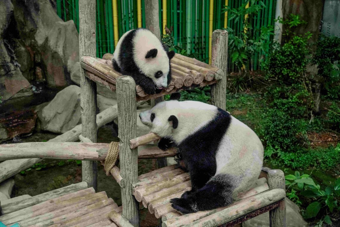 Anak Panda Gergasi Yi Yi, Sheng Yi dihantar pulang 29 Ogos