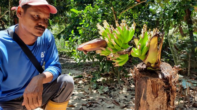 Pisang keluar buah tanpa daun di tengah batang pokok - Utusan Malaysia Pisang keluar buah tanpa daun di tengah batang pokok - Utusan Malaysia